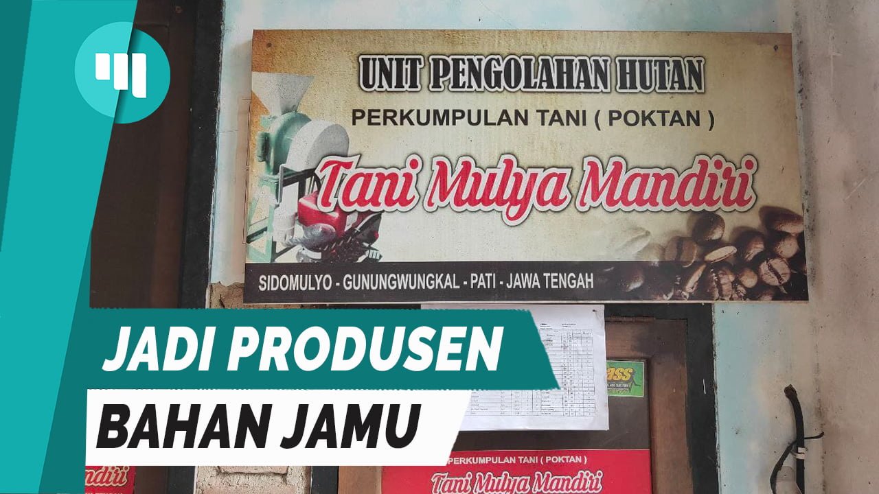 Video : Panen Sembung, Poktan Tani Mulya Mandiri Jadi Produsen Bahan ...