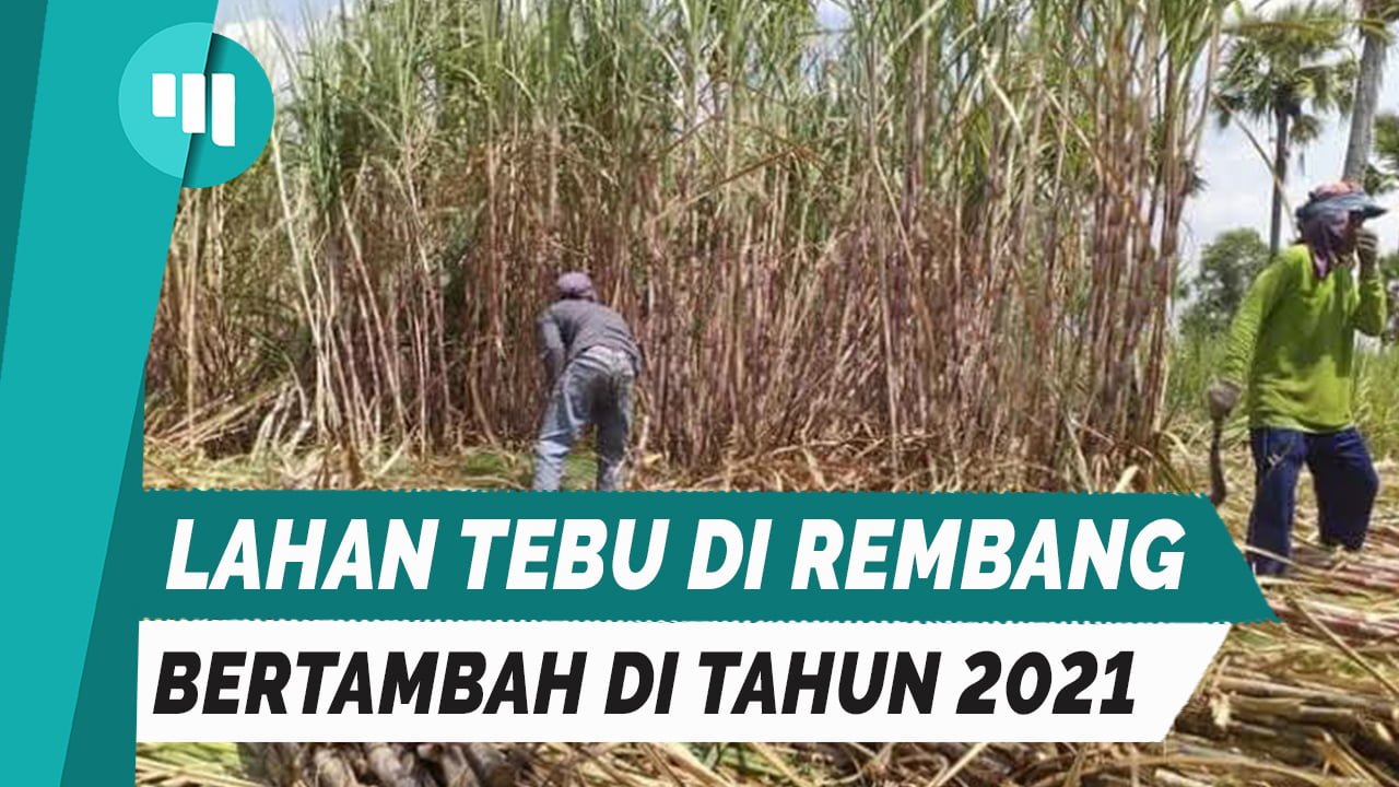 Video : Luasan Lahan Tebu di Rembang Bertambah di Tahun 2021