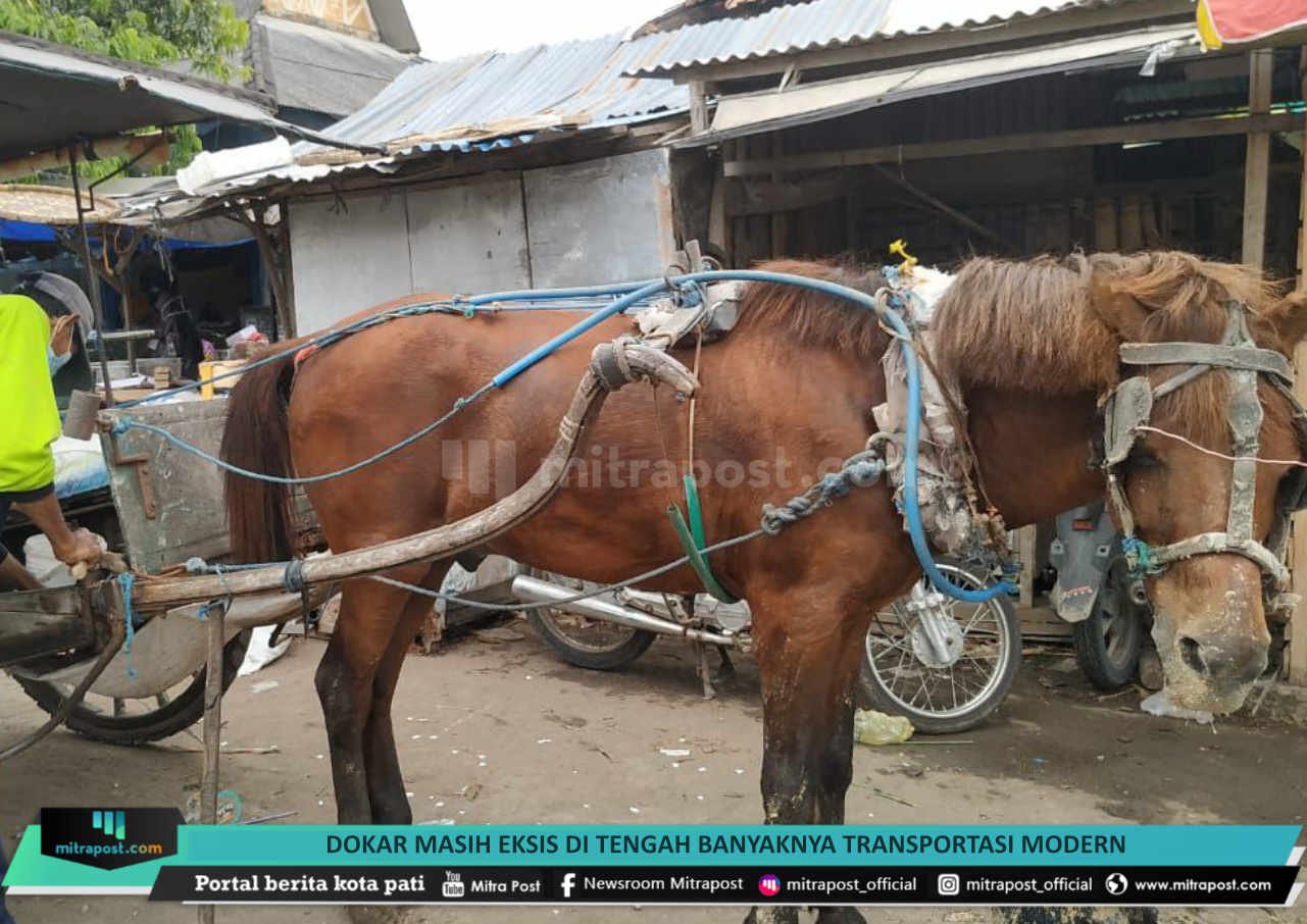 Dokar Masih Eksis di Tengah Banyaknya Transportasi Modern - Mitrapost.com