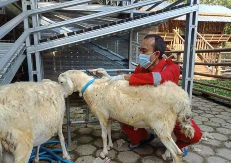 Berkah Ngarit Farm, Ternak Kambing Kekinian Jadi Tempat Rekreasi dan ...