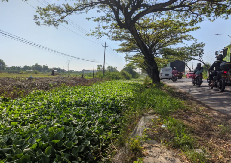 Tanaman Eceng Gondok Tumbuh Subur di Sungai Tayu Pati - Mitrapost.com