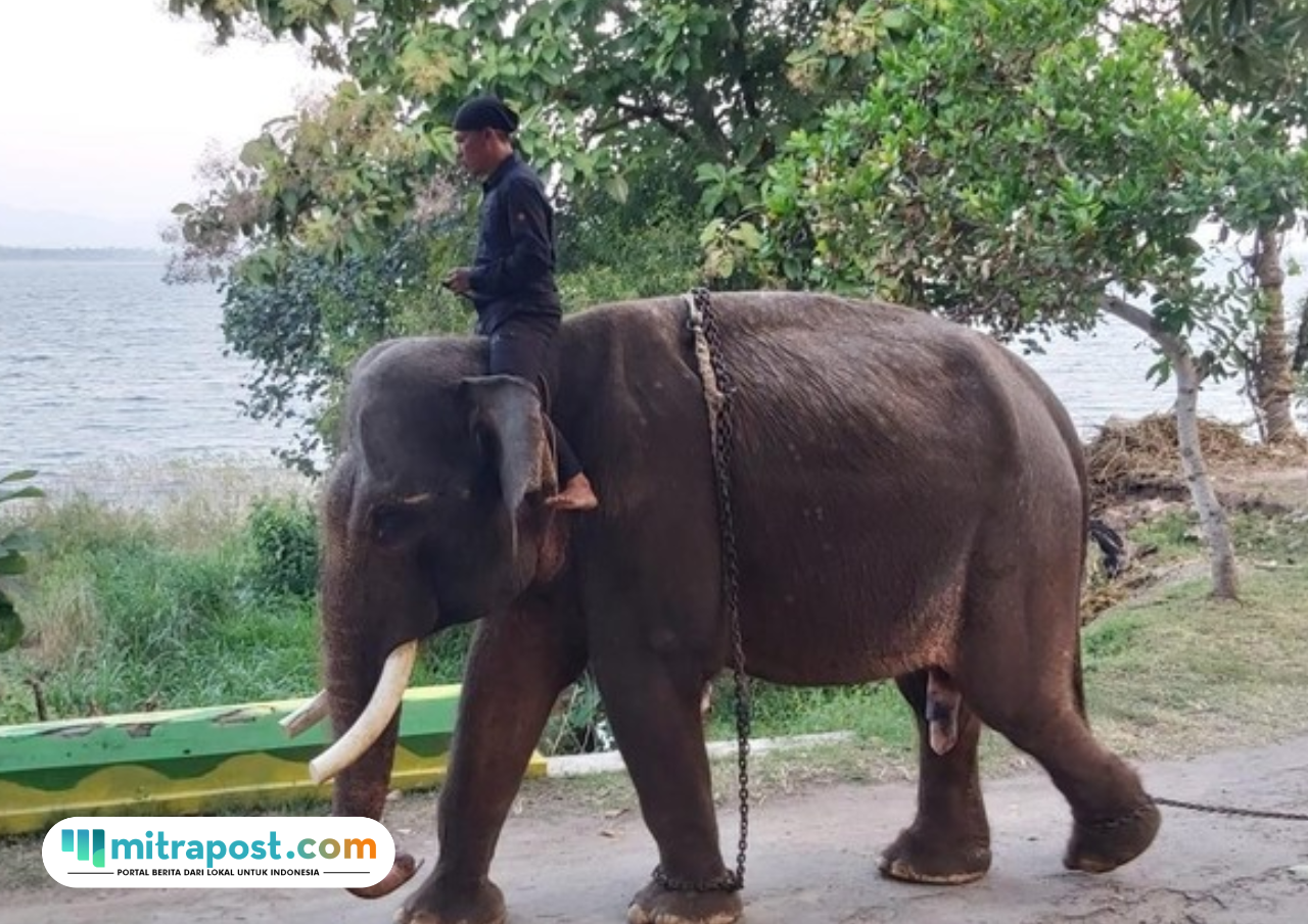 Lagi Birahi dan Agresif, Gajah di Waduk Gajah Mungkur Dirantai ...